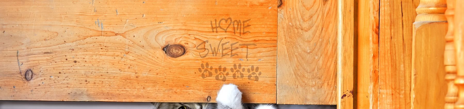 Find Your Next Home With Christina Sabolchick | Your Real Estate Chick